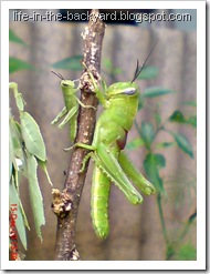Valanga nigricornis - Javanese grasshopper - Belalang Kayu